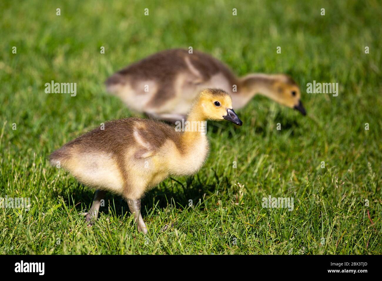 Cute small canada gosling hi-res stock photography and images - Alamy