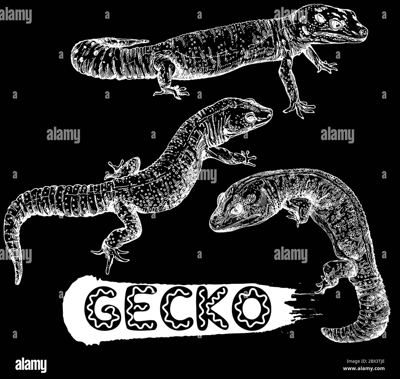 Set of hand drawn sketch style geckos isolated on black background ...