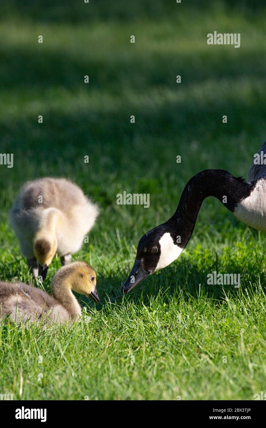 Adult geese protecting their young hi-res stock photography and images ...