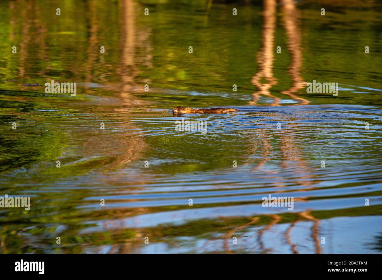 Muskrat (Ondatra zibethicus) swimming in colorful Lake Wausau, Wausau ...
