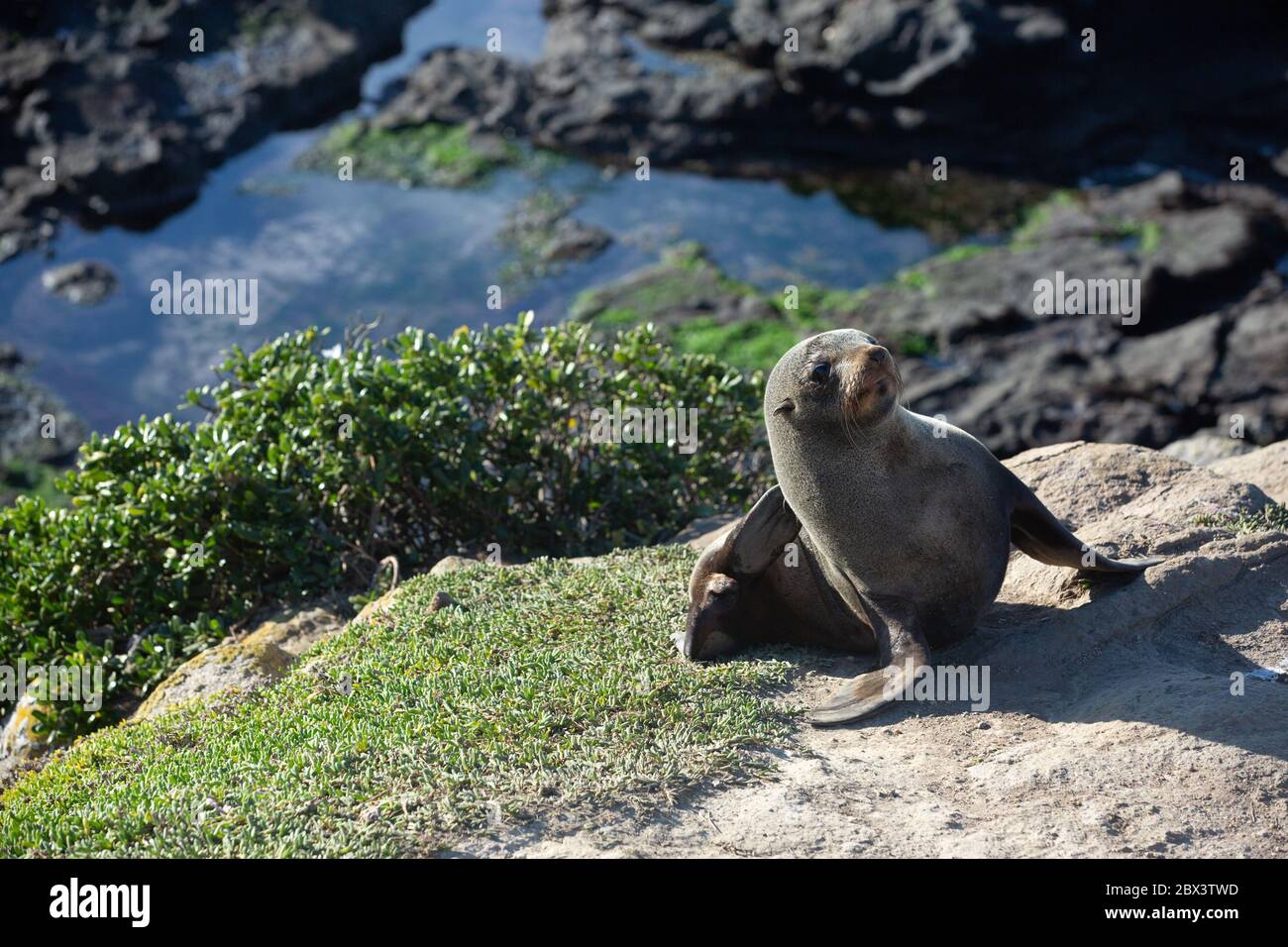 Seal. sea lion posing on a rock at Katiki Point Lighthouse, Moeraki ...