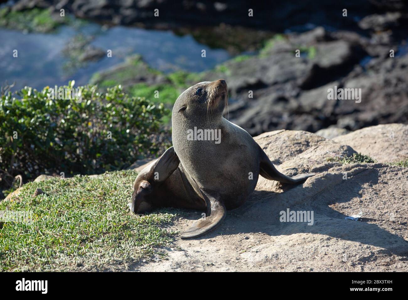 Seal. sea lion posing on a rock at Katiki Point Lighthouse, Moeraki ...