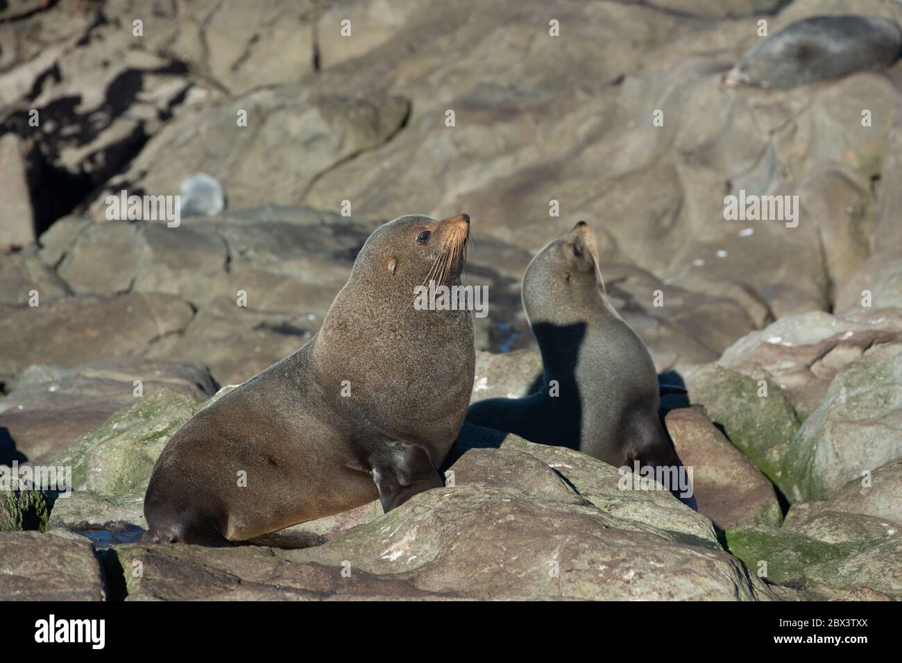 Seal. sea lion posing on a rock at Katiki Point Lighthouse, Moeraki ...