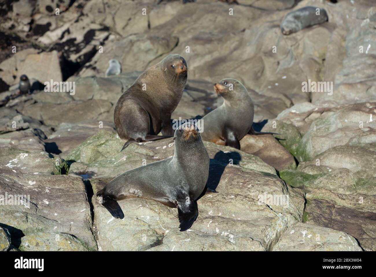 Seal. sea lion posing on a rock at Katiki Point Lighthouse, Moeraki ...