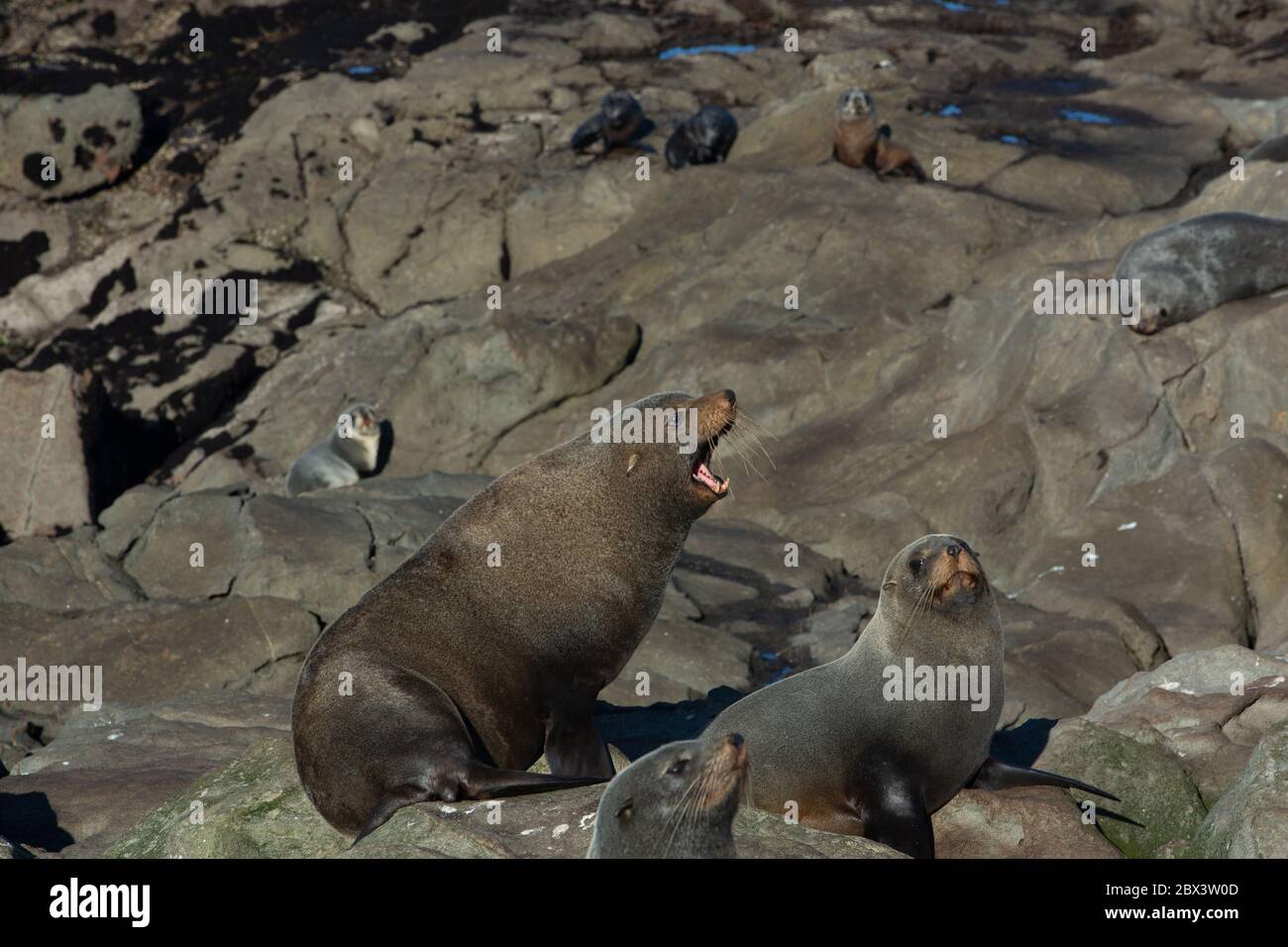 Seal. sea lion posing on a rock at Katiki Point Lighthouse, Moeraki ...
