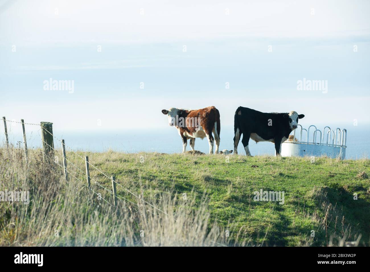 New zealand angus beef cow hi-res stock photography and images - Alamy
