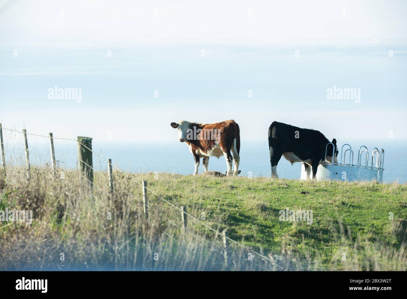 New Zealand cow or Angus on meadow with sea on background. Agriculture ...