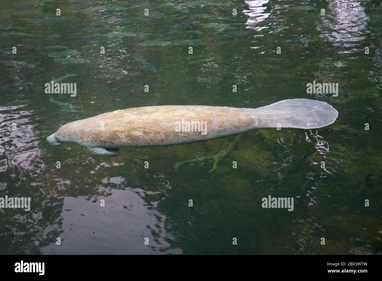 Manatee at Blue Springs State Park Stock Photo - Alamy