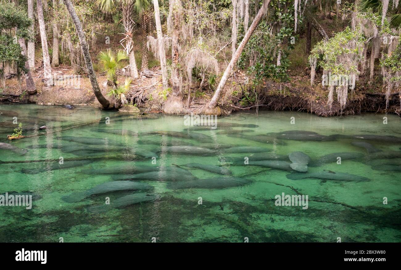 Manatee springs state park hi-res stock photography and images - Alamy