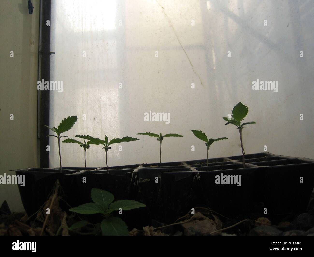 Cannabis medical marihuana creta greece retro background matala 2006 ...