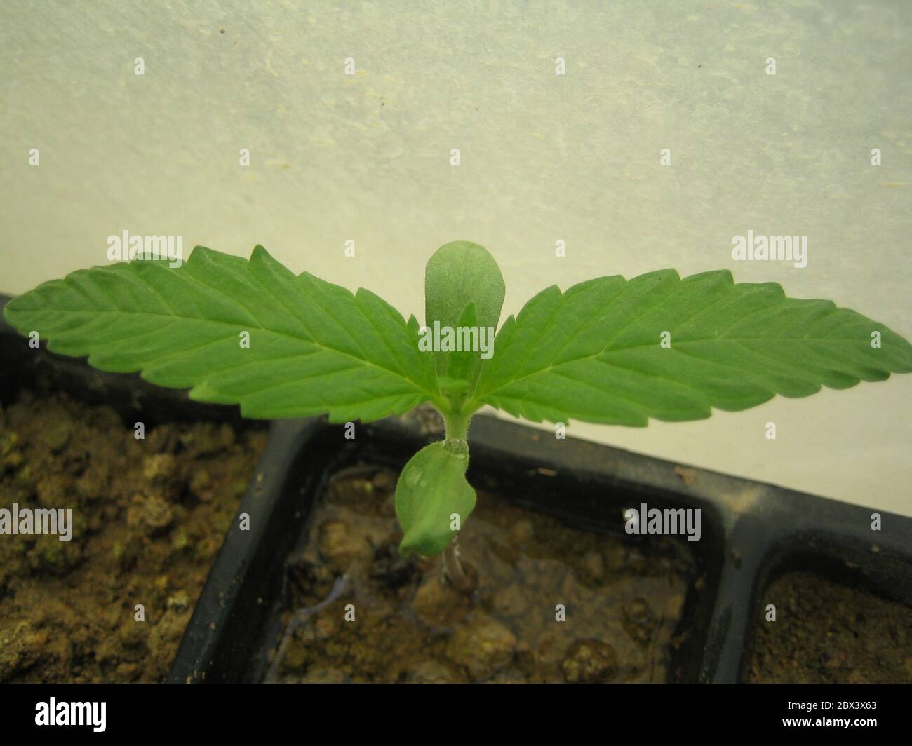 Cannabis medical marihuana creta greece retro background matala 2006 ...