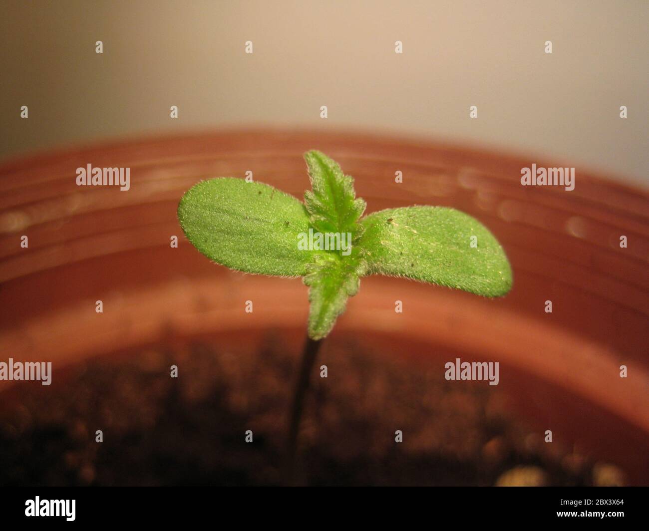 Cannabis medical marihuana creta greece retro background matala 2006 ...