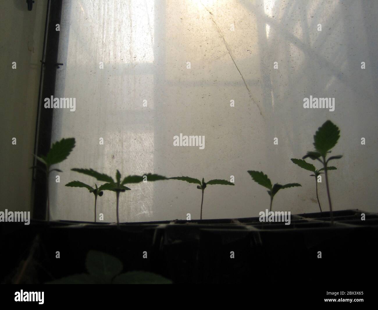 Cannabis medical marihuana creta greece retro background matala 2006 ...