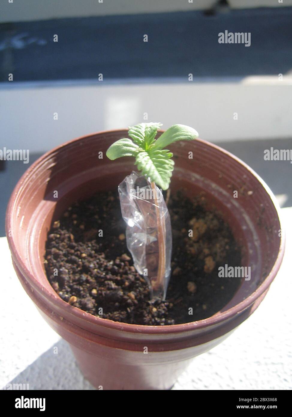 Cannabis medical marihuana creta greece retro background matala 2006 ...