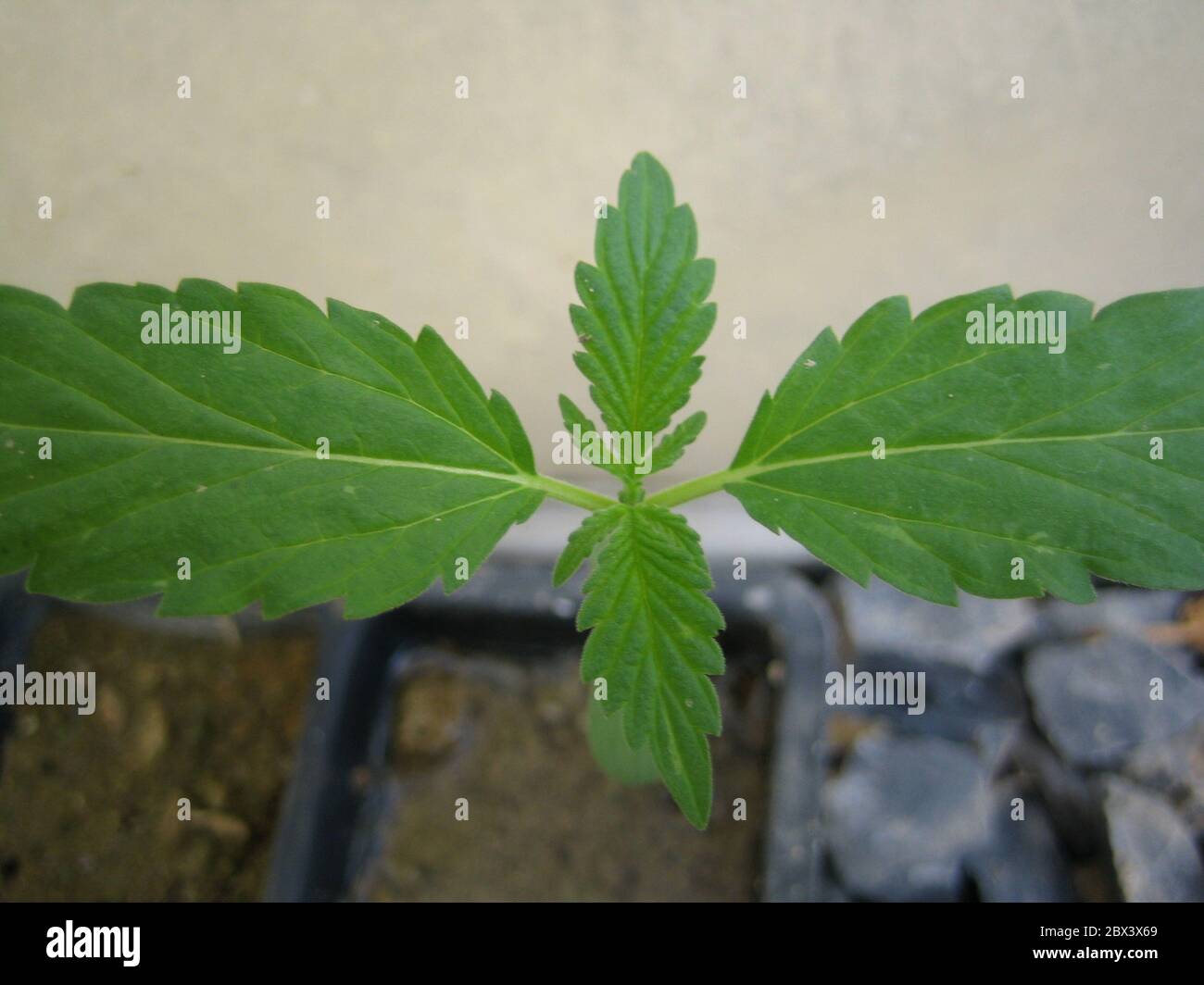 Cannabis medical marihuana creta greece retro background matala 2006 ...