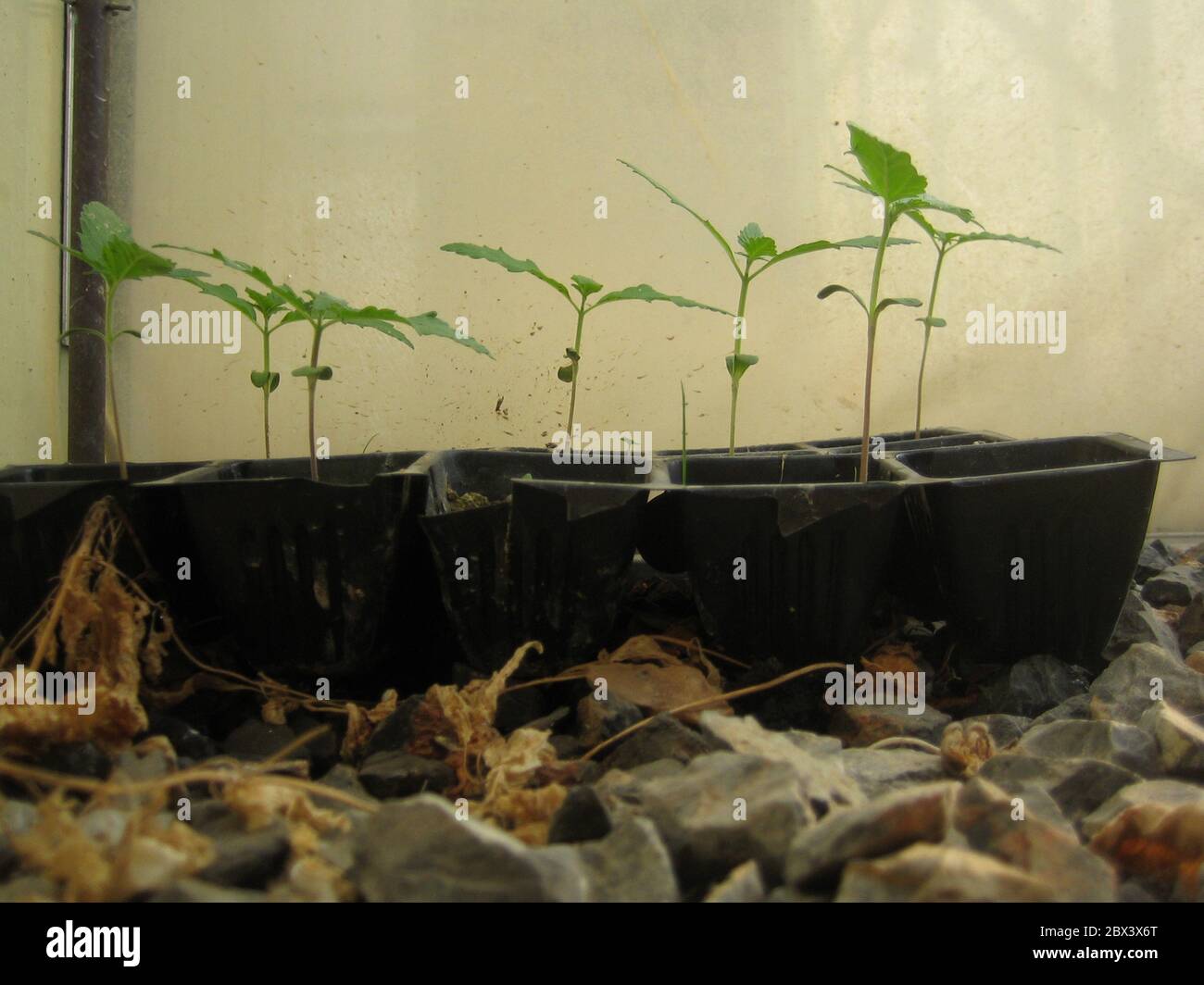 Cannabis medical marihuana creta greece retro background matala 2006 ...