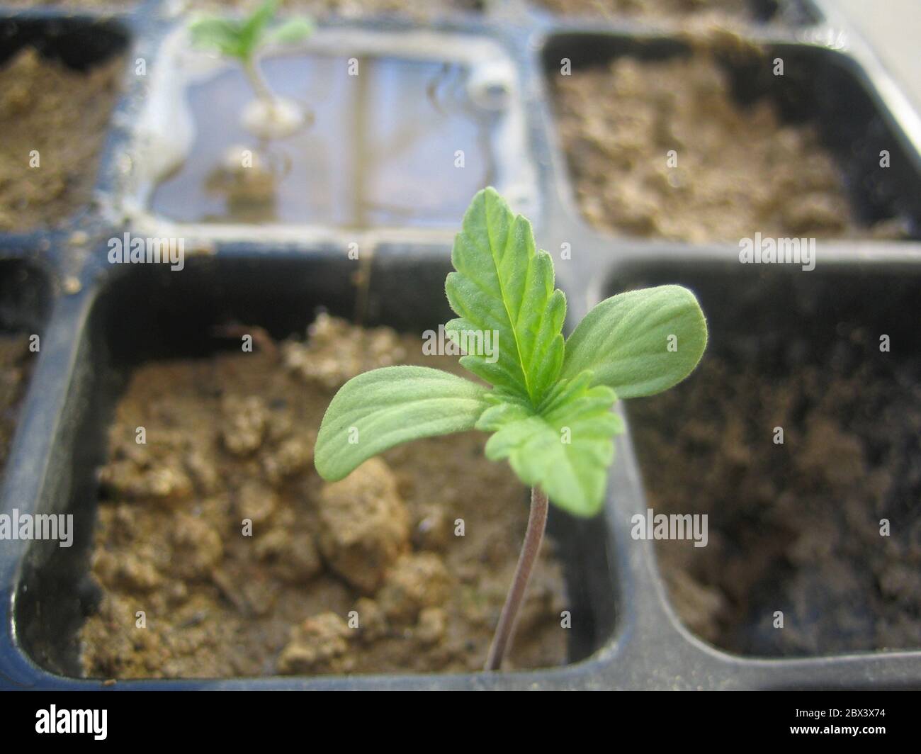 Cannabis medical marihuana creta greece retro background matala 2006 ...