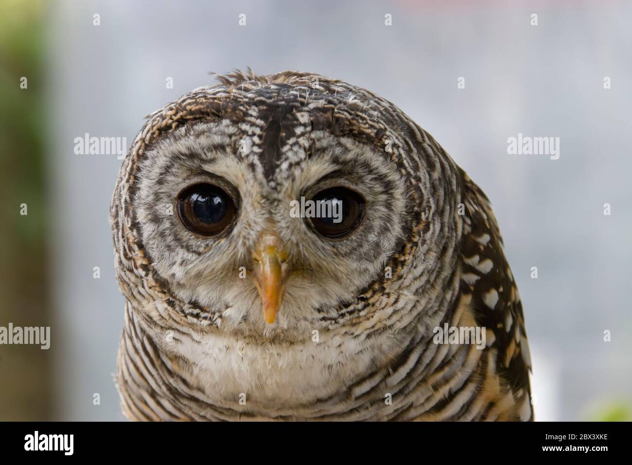 The rufous-legged owl (Strix rufipes) is a medium-sized owl with no ear ...