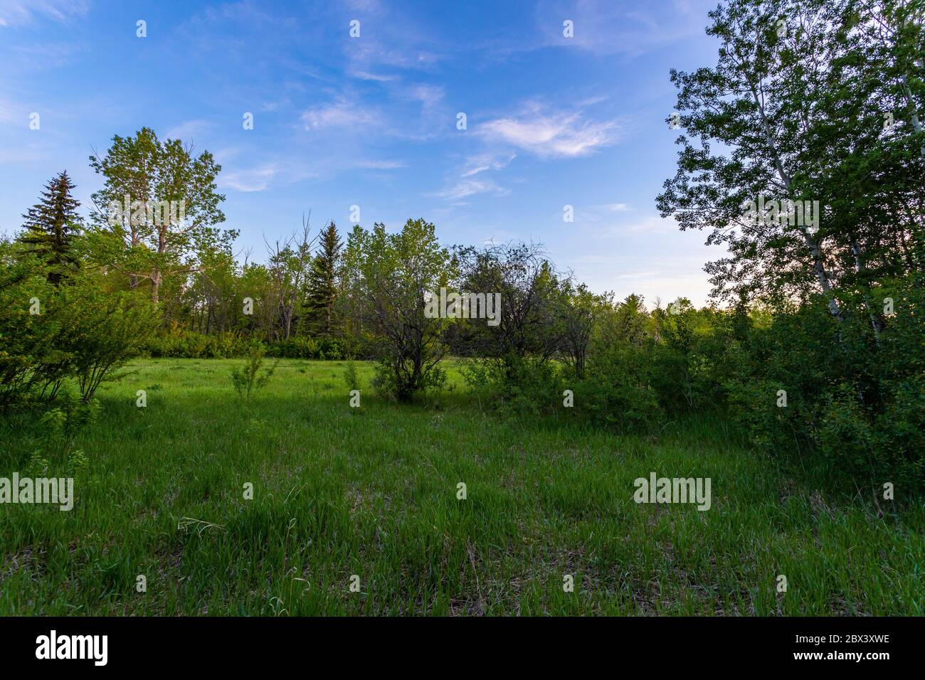 Dark forest clearing hi-res stock photography and images - Alamy