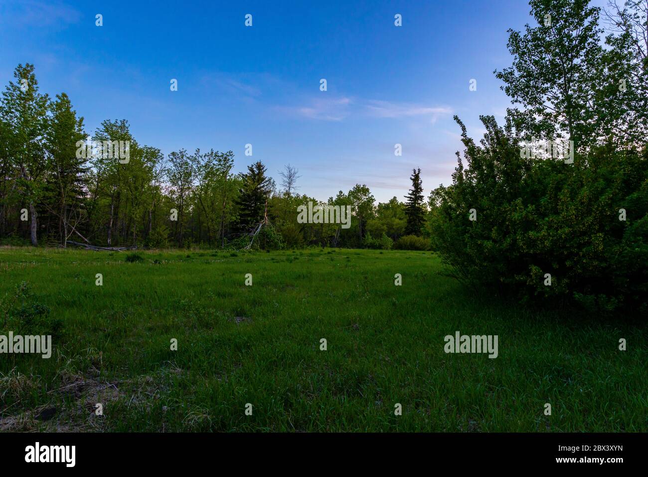 Dark forest clearing hi-res stock photography and images - Alamy