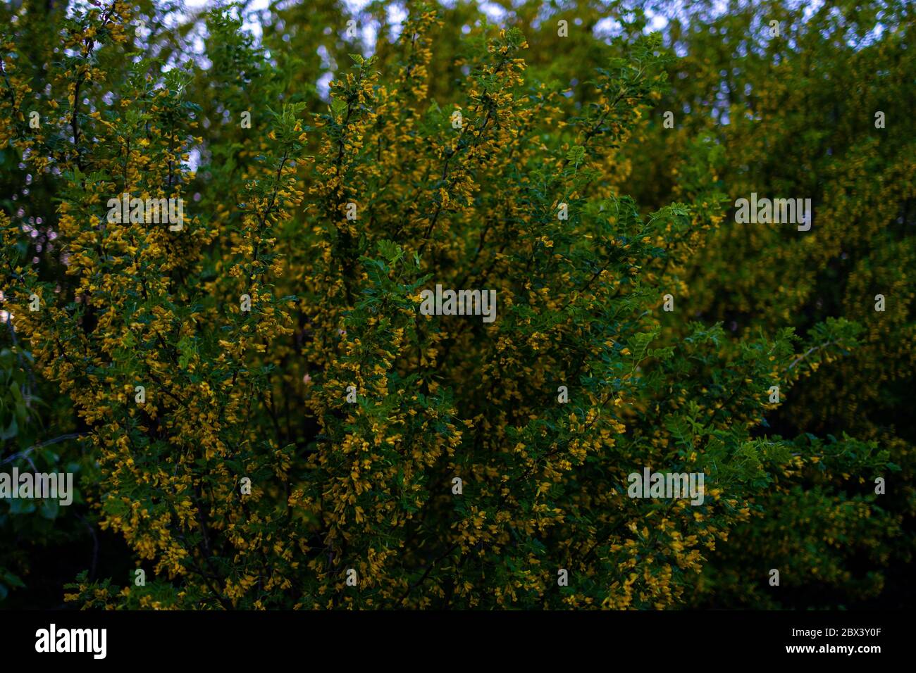 Densely growing trees hi-res stock photography and images - Alamy