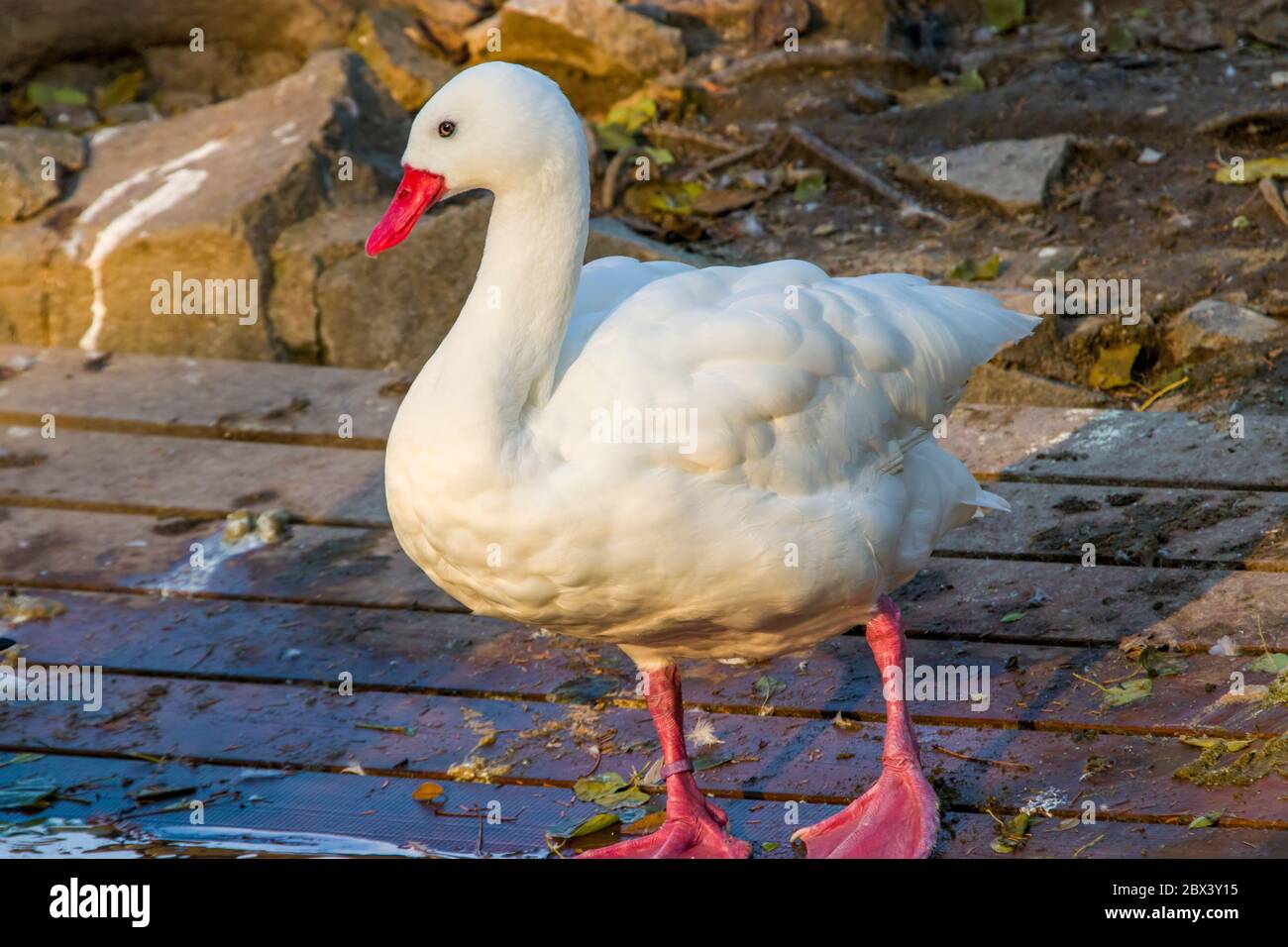 The coscoroba swan (Coscoroba coscoroba) is a species of waterfowl ...