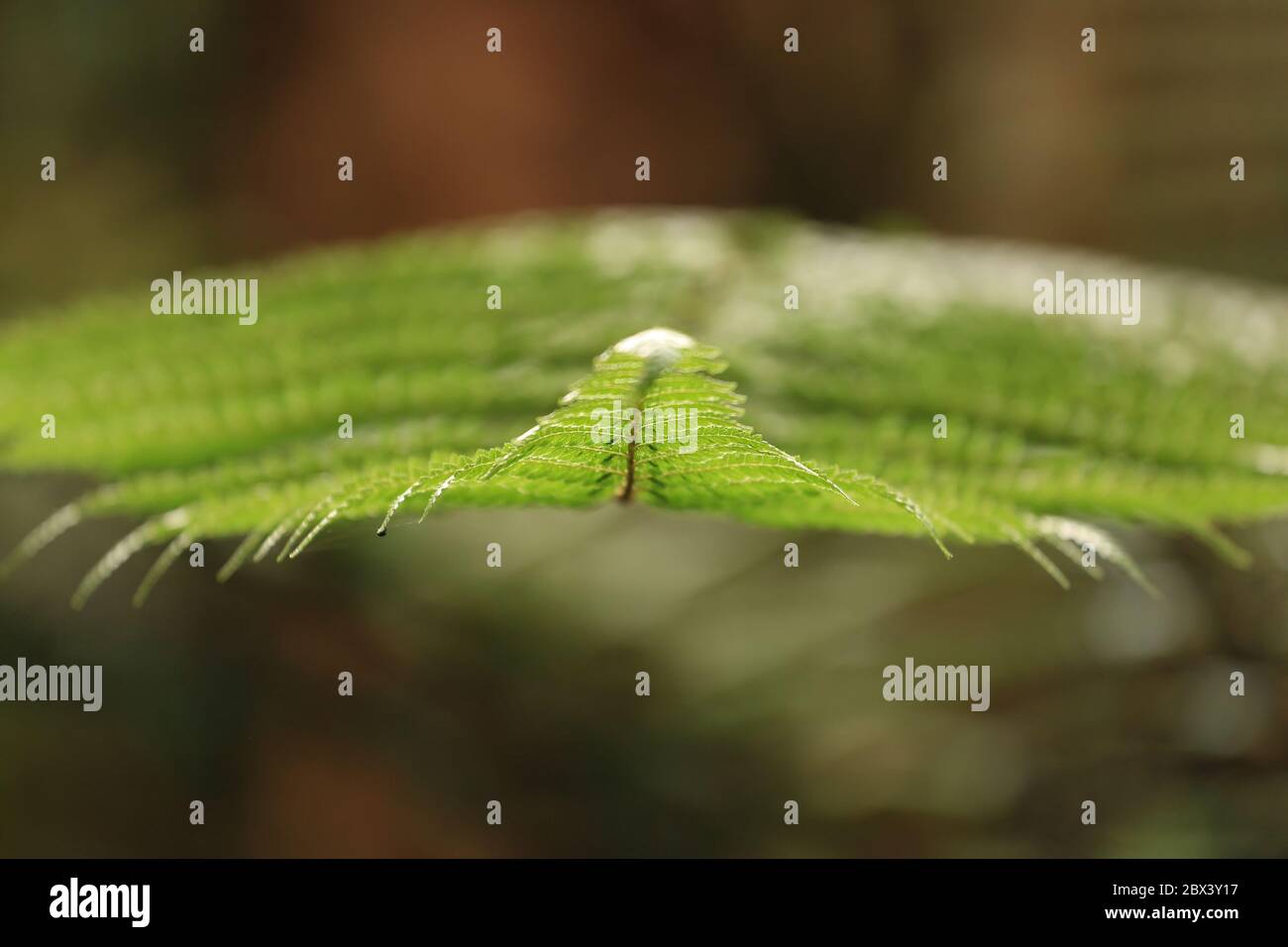 Fern Frond Native Plant Flora High Resolution Stock Photography and ...