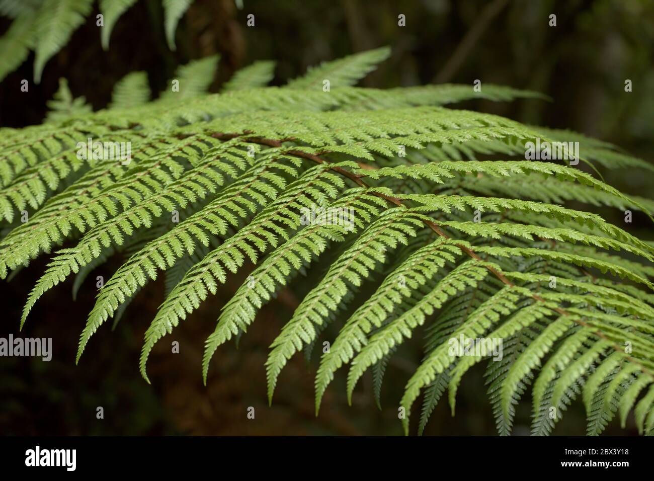 Fern frond against dark background in New Zealand Stock Photo - Alamy