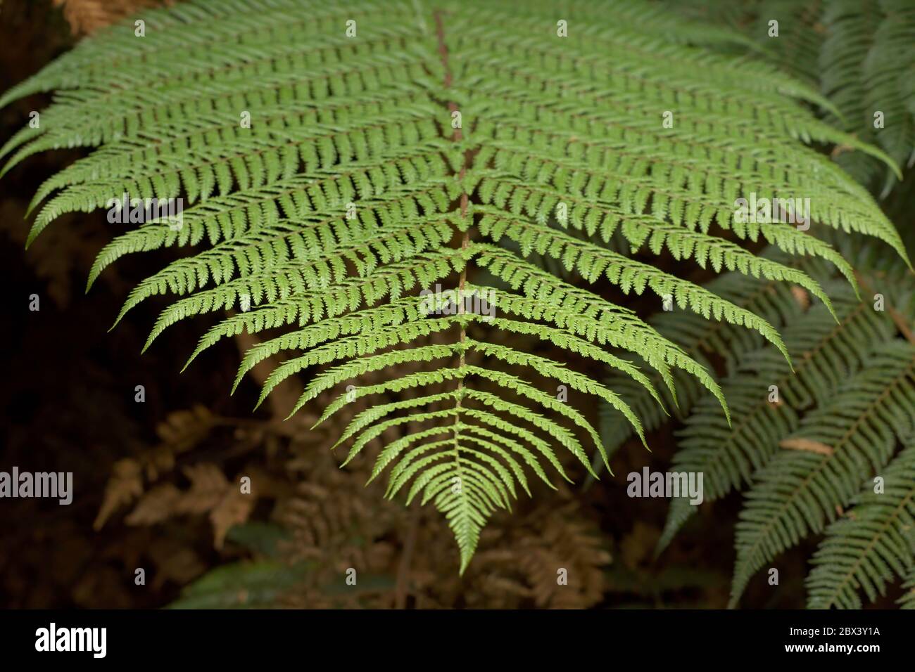 New zealand bush hi-res stock photography and images - Alamy