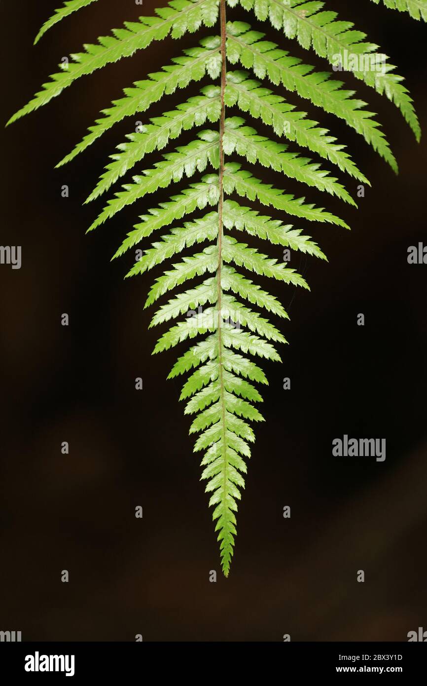 Fern frond against dark background in New Zealand Stock Photo - Alamy