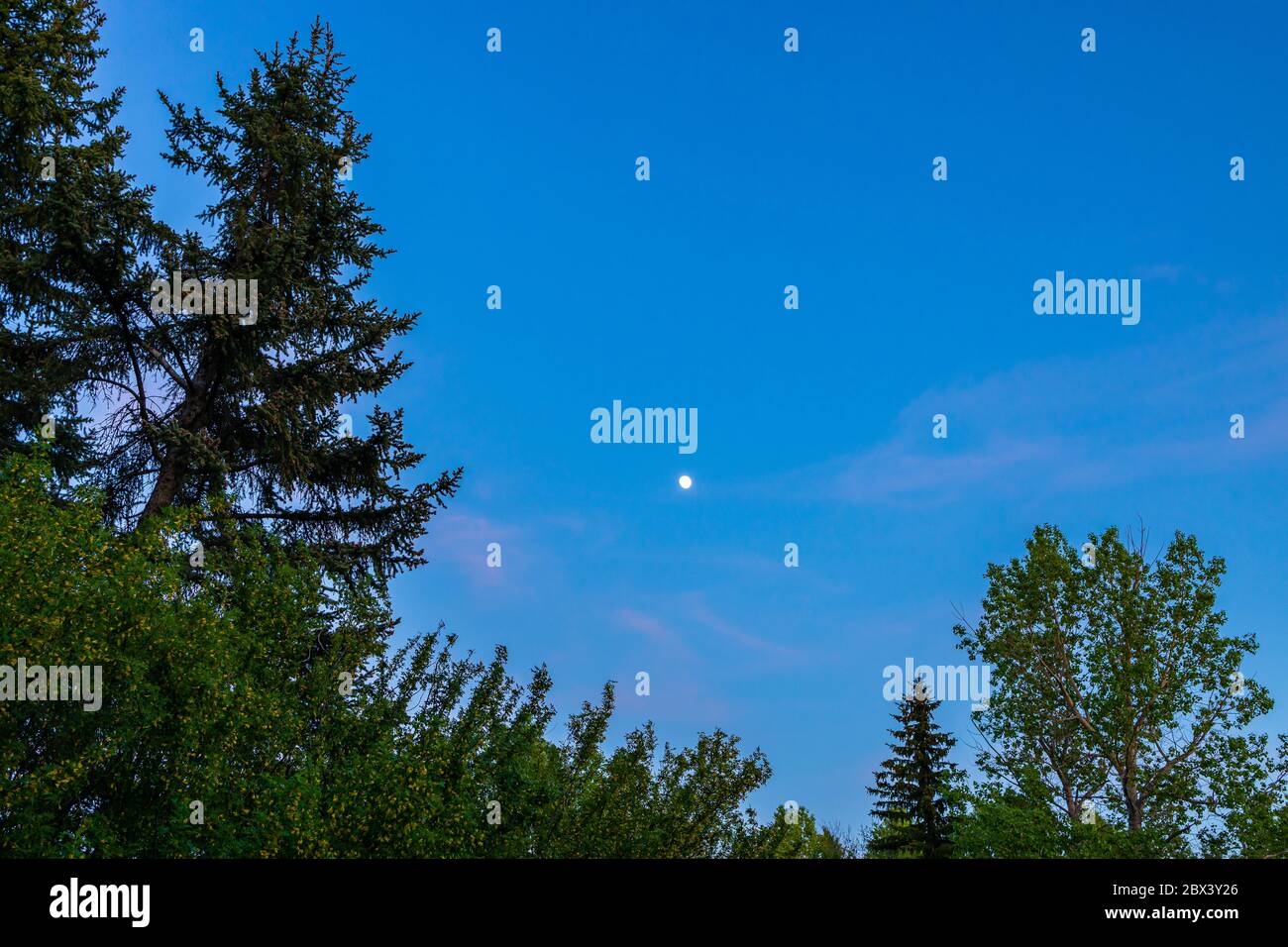 looking up at the moon through an opening in the canopy of a densely ...