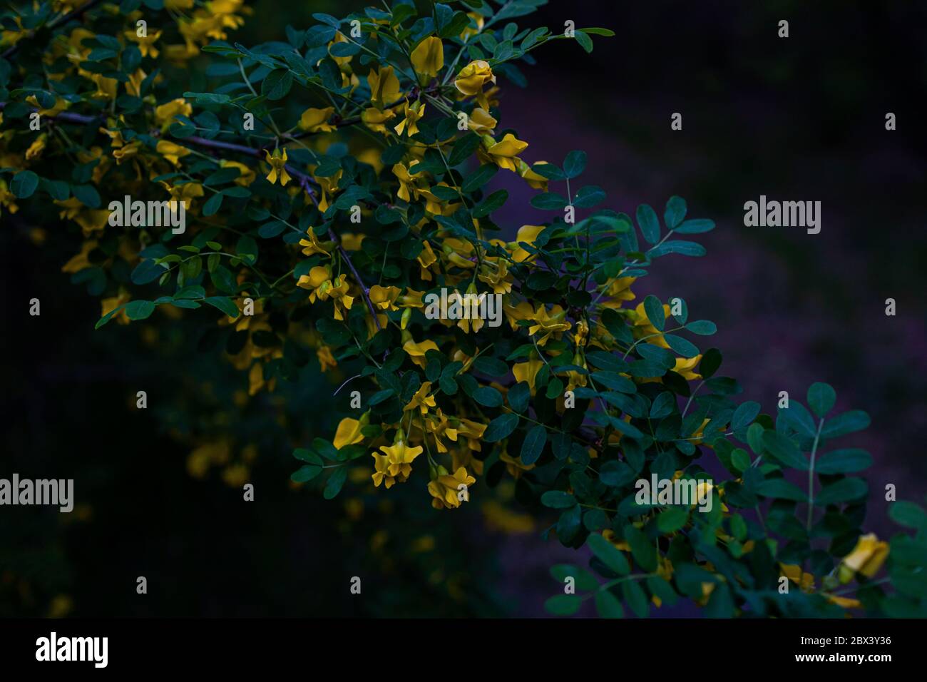 Yellow elder hi-res stock photography and images - Alamy