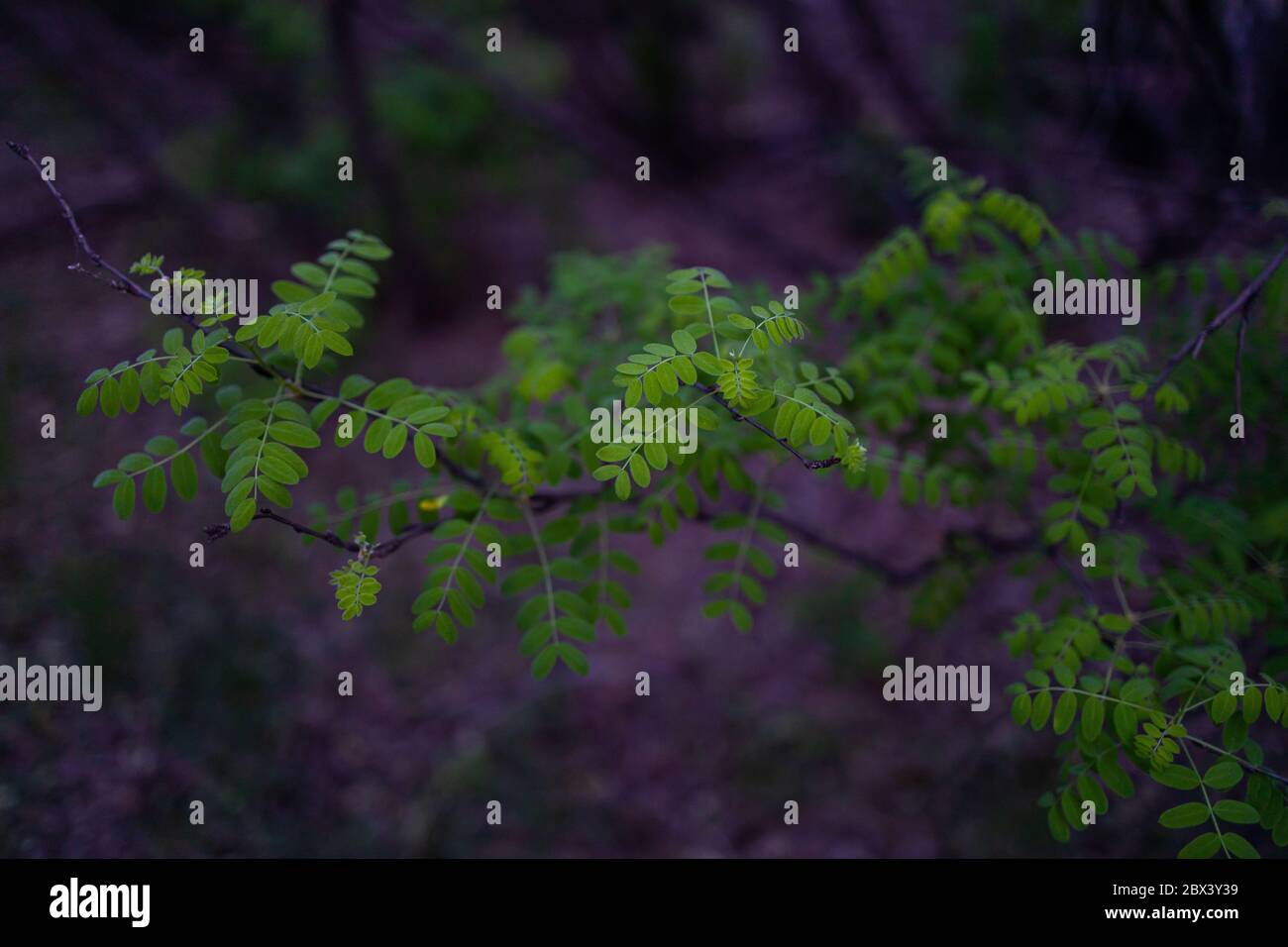 Fern like tree hi-res stock photography and images - Alamy