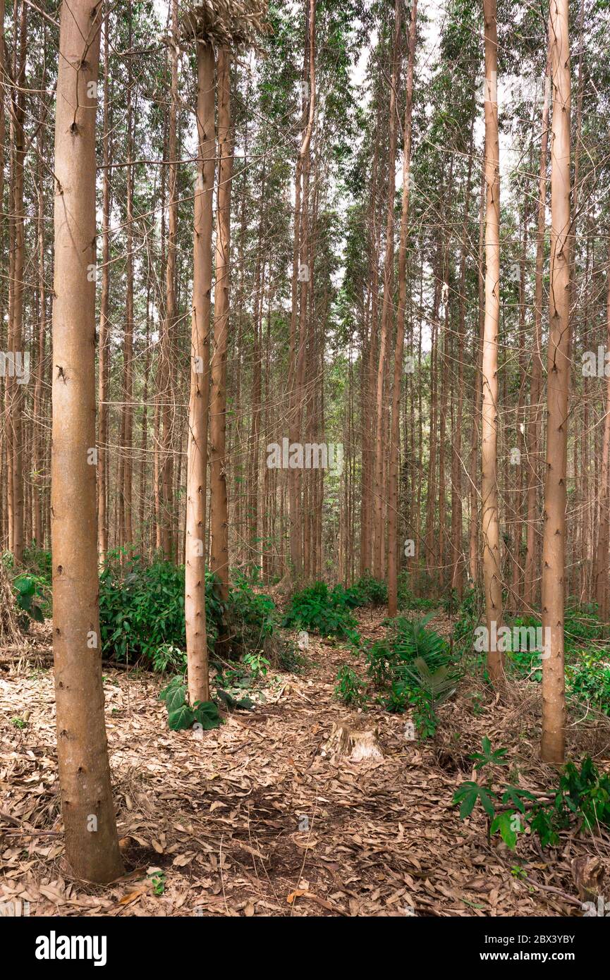 Natural wax palm forest in Colombia Stock Photo - Alamy