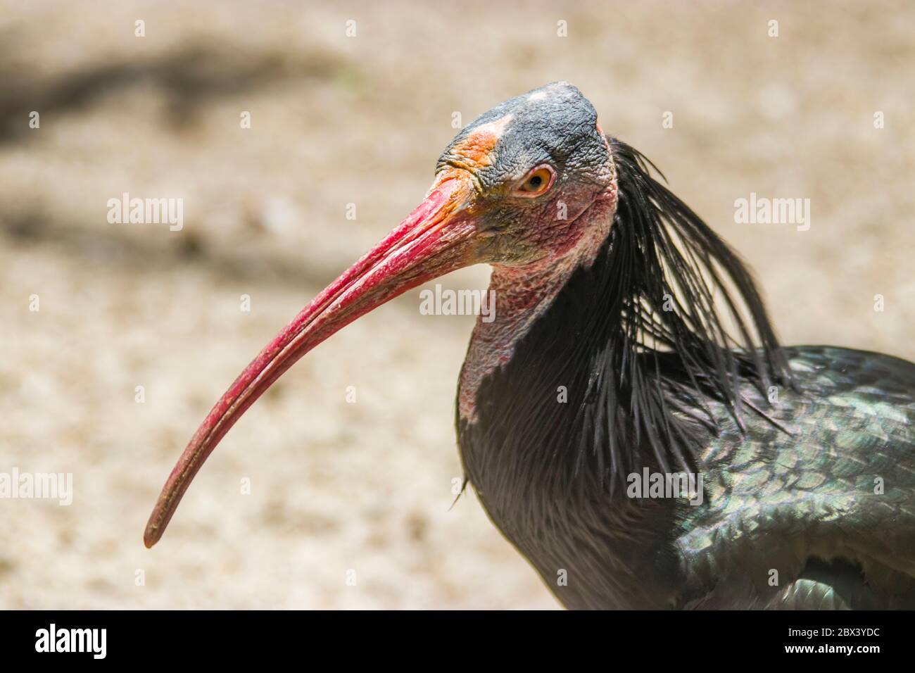 Ruff High Resolution Stock Photography and Images - Alamy