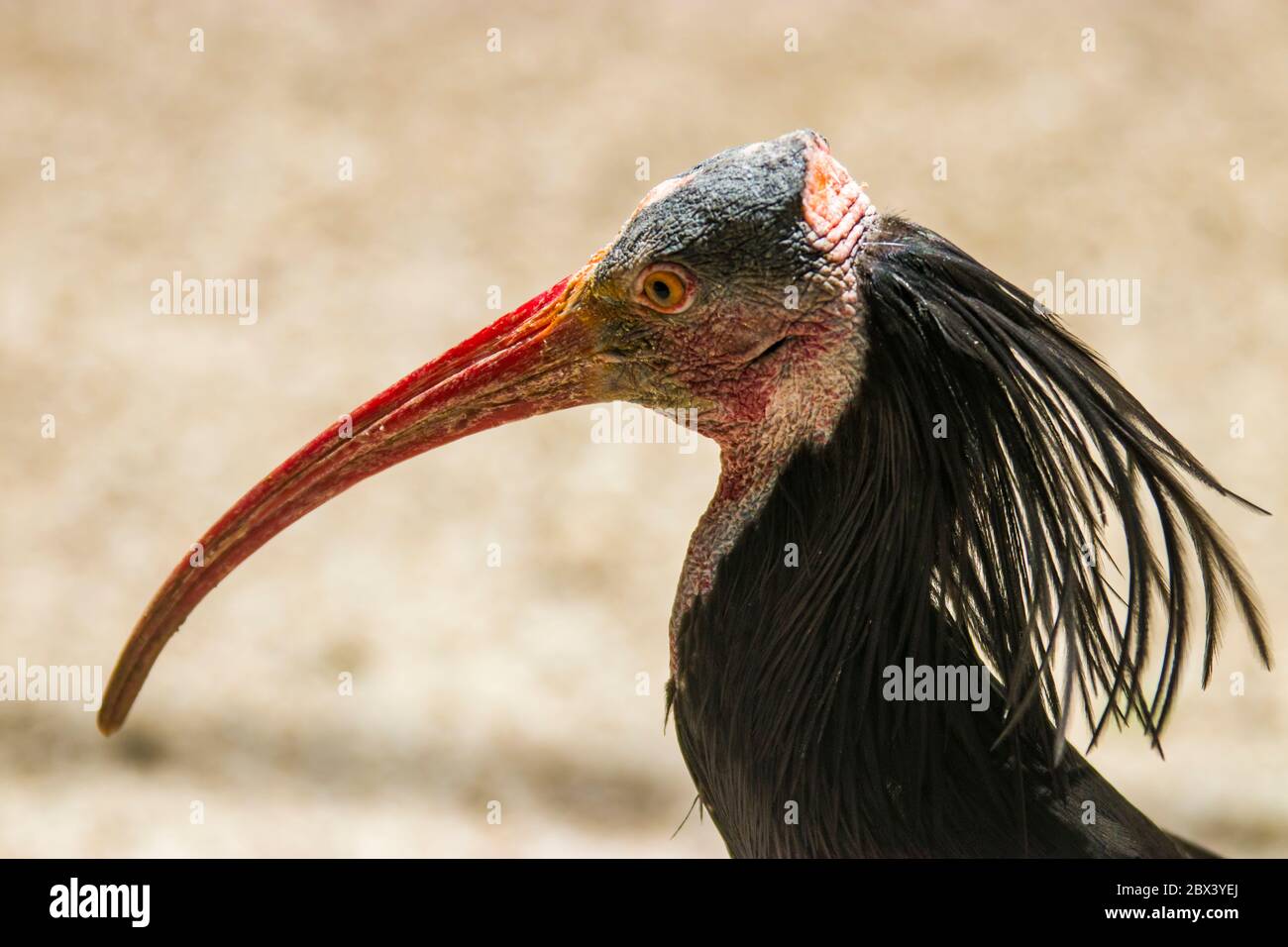 Bronze green iridescence hi-res stock photography and images - Alamy