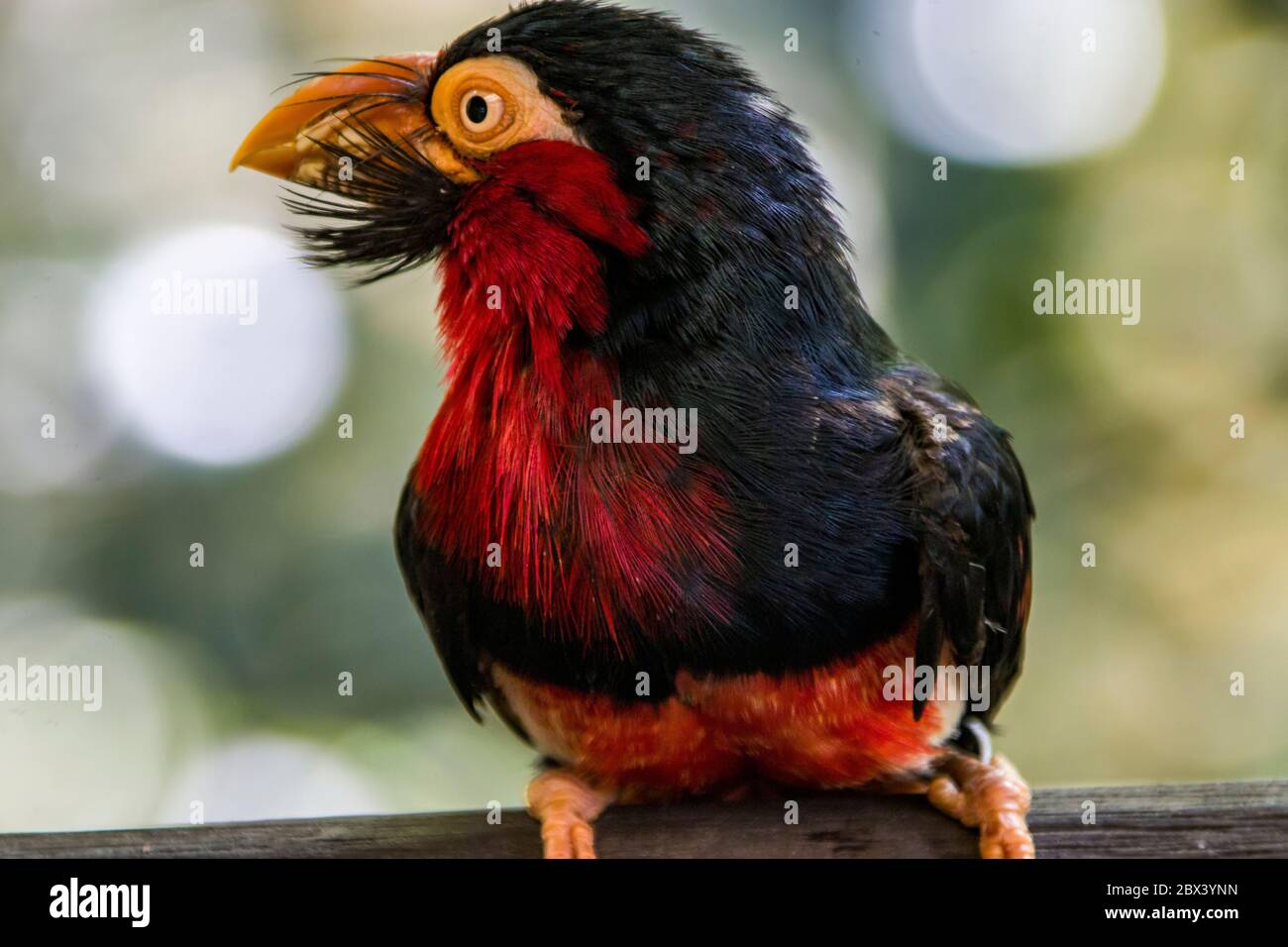 The bearded barbet (Lybius dubius) is an African barbet. The barbets ...