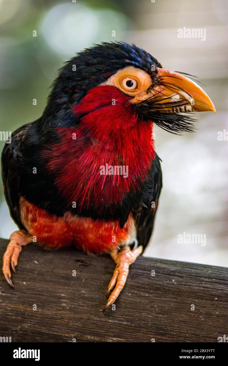 The bearded barbet (Lybius dubius) is an African barbet. The barbets ...
