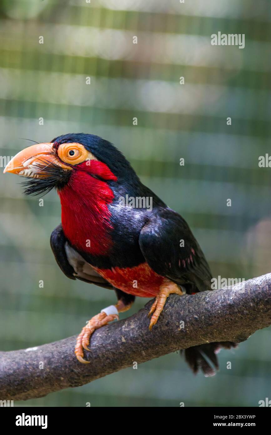 The bearded barbet (Lybius dubius) is an African barbet. The barbets ...
