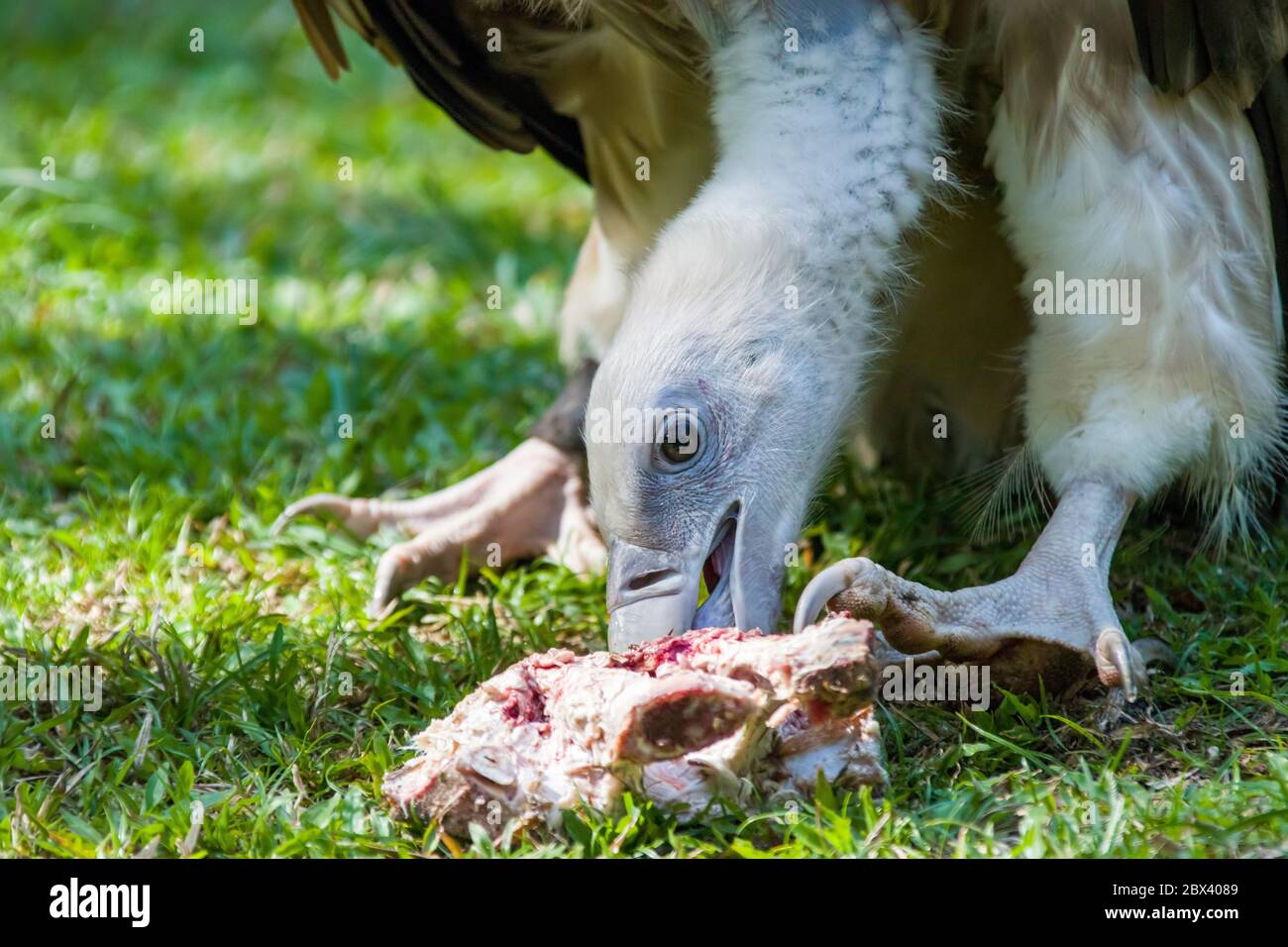 The griffon vulture (Gyps fulvus) tear meat from bone. A large Old ...