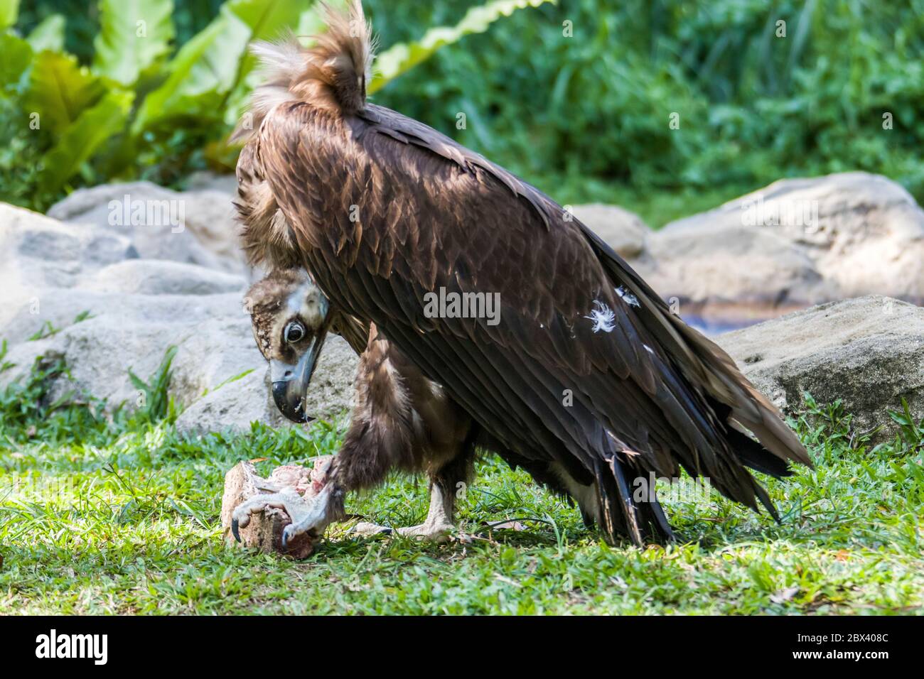 The cinereous vulture tear meat from bone. It is distributed through ...