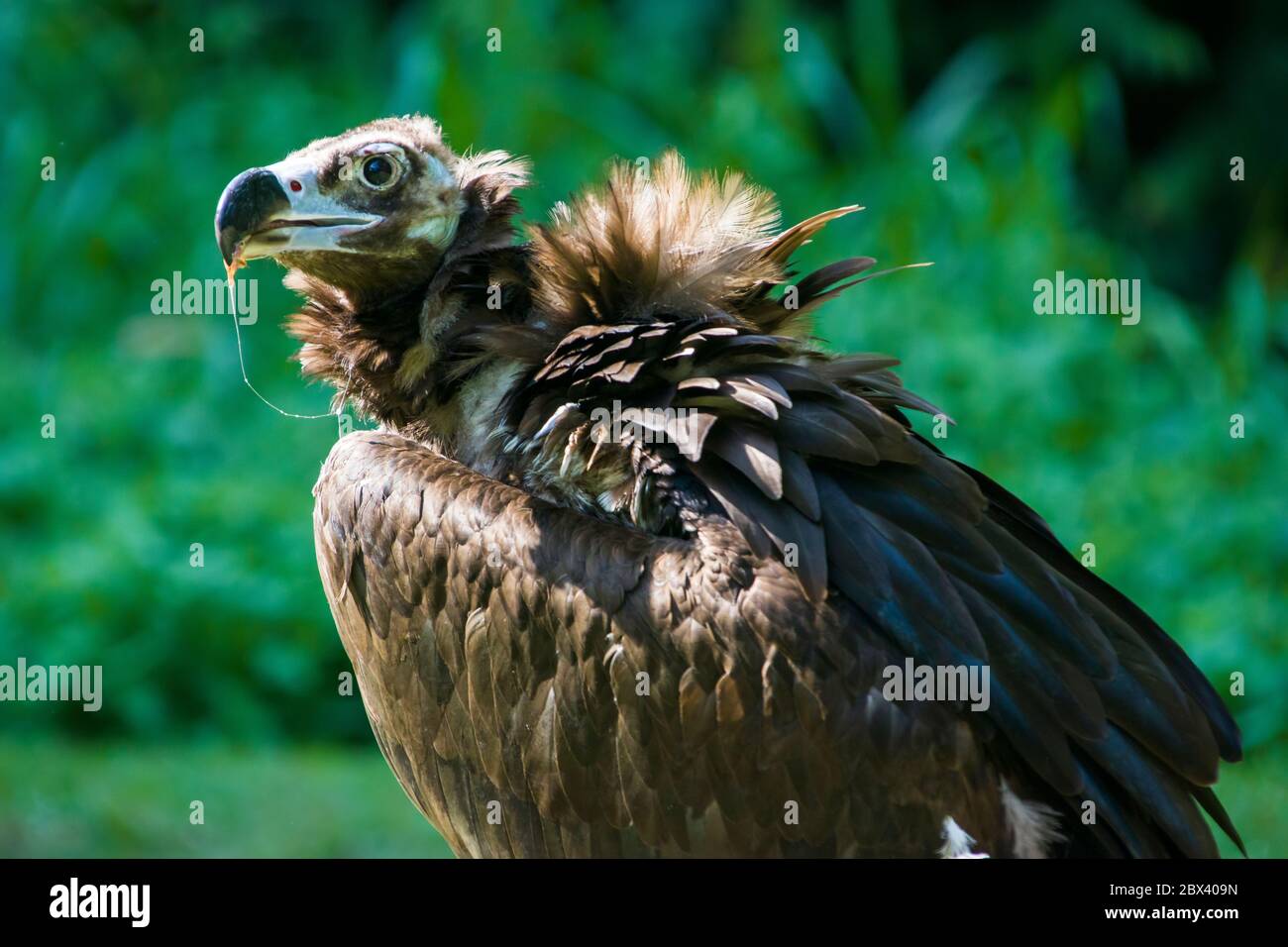 The cinereous vulture is a large raptorial bird that is distributed ...