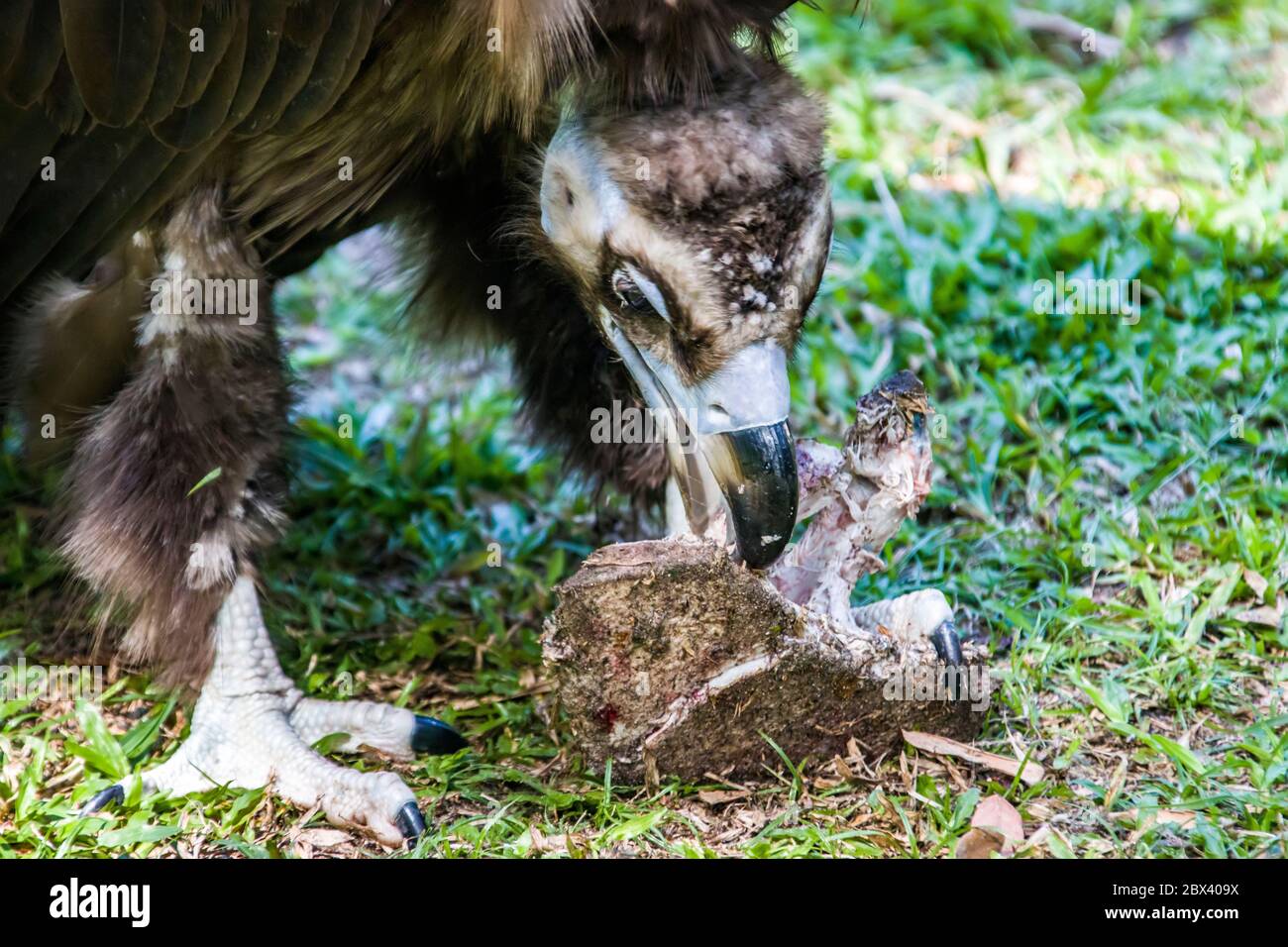 The cinereous vulture tear meat from bone. It is distributed through ...