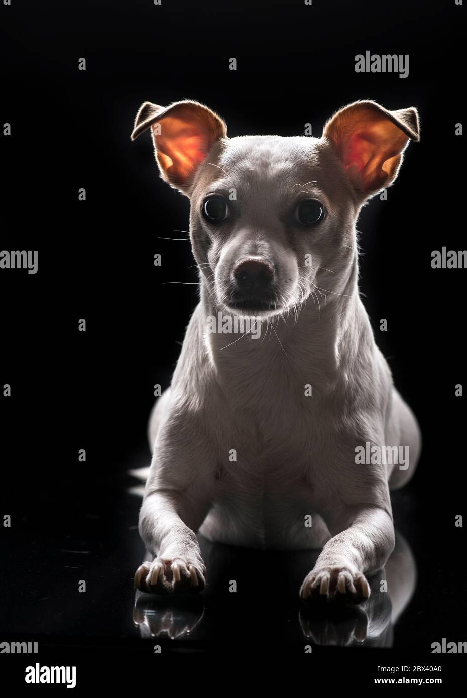 A small breed dog posing for a portrait in a photo studio with a black ...