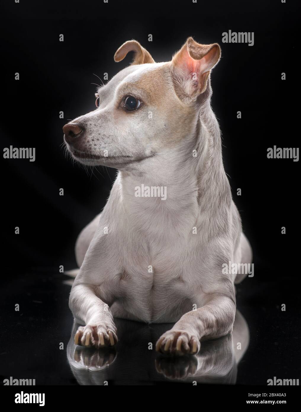 A small breed dog posing for a portrait in a photo studio with a black ...