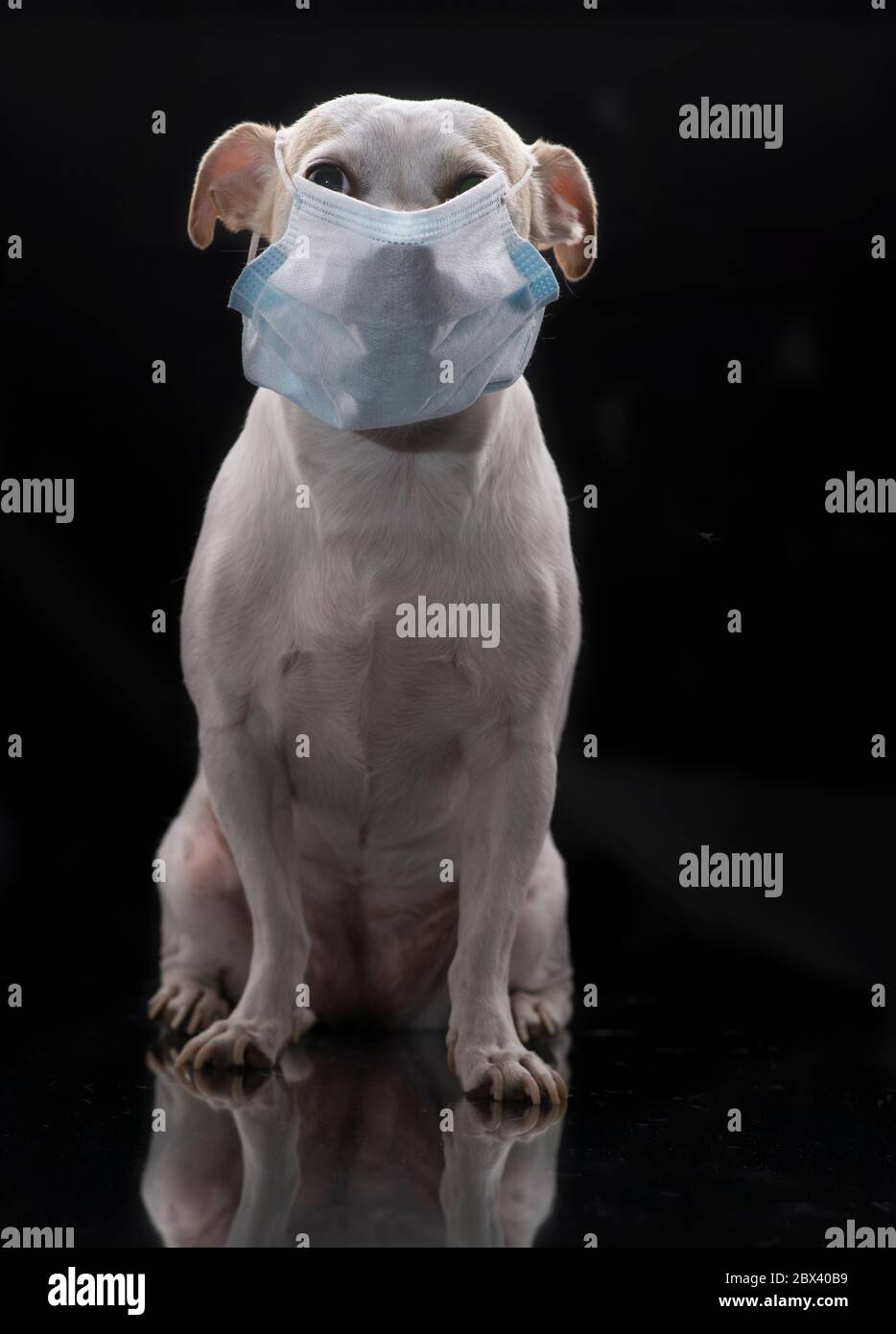 A white small breed dog wearing face cover or face mask. COVID 19 ...