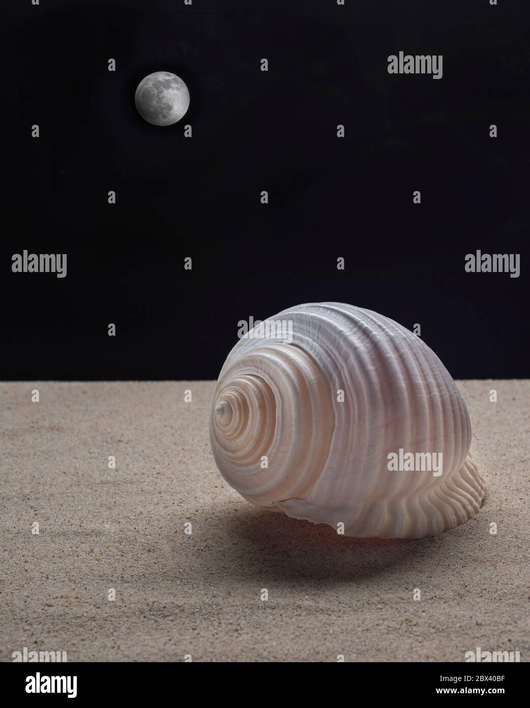 Sea snail on the sand in a black background with the full moon at the ...