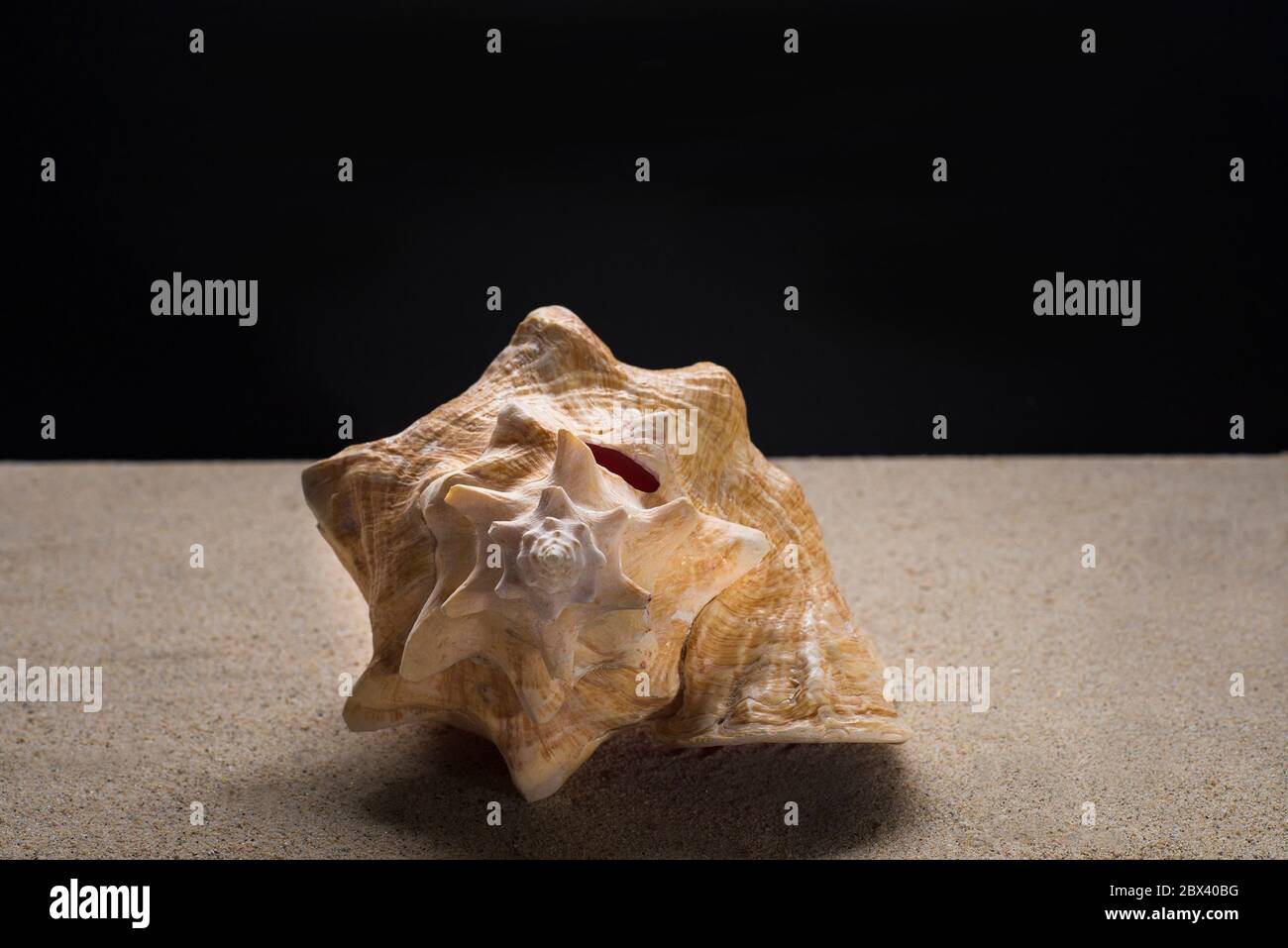 Pink Conch High Resolution Stock Photography and Images - Alamy