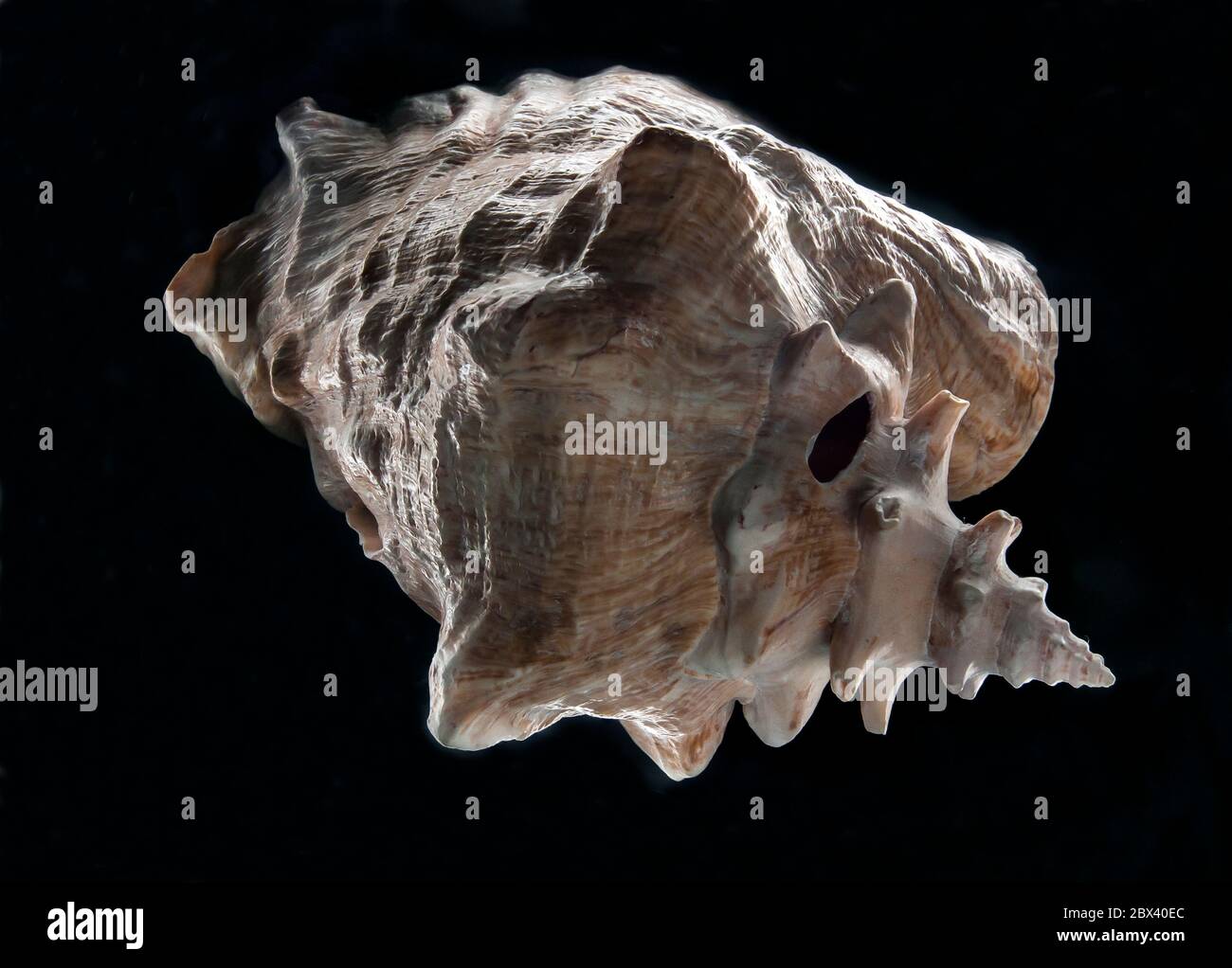 Caracol tropical hi-res stock photography and images - Alamy