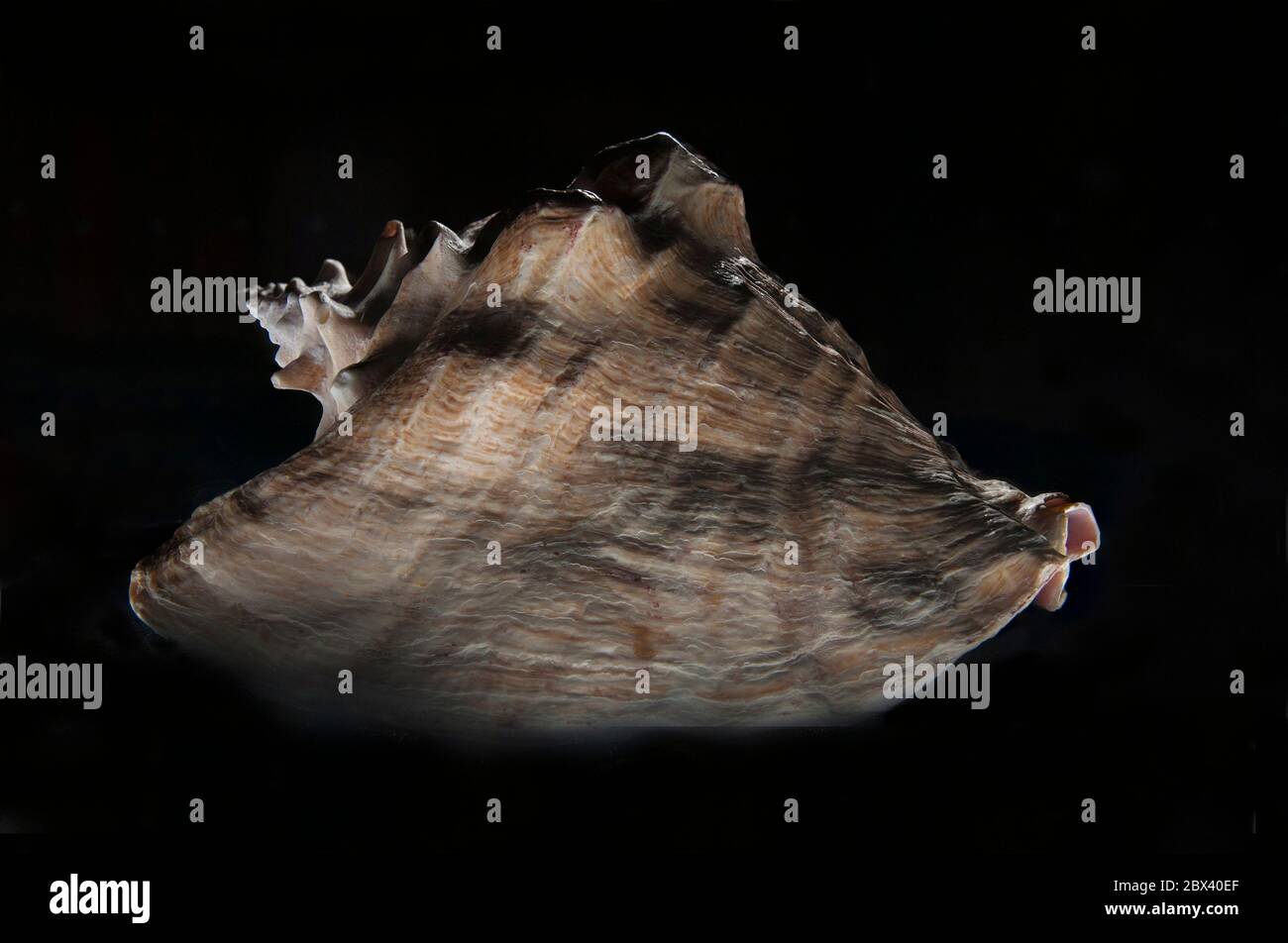 Sea Snail Chiaroscuro still life, abstract side view of a mollusk or ...
